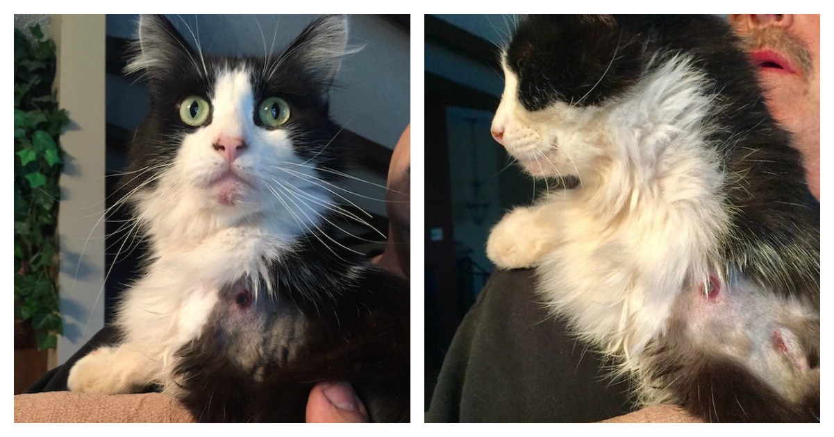 Bullet, The Cat Who Got Shot, And Came Back Stronger Than Ever ...