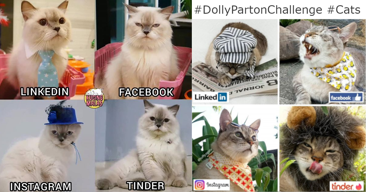 40+ Cats Rocking The #DollyPartonChallenge | Purrtacular
